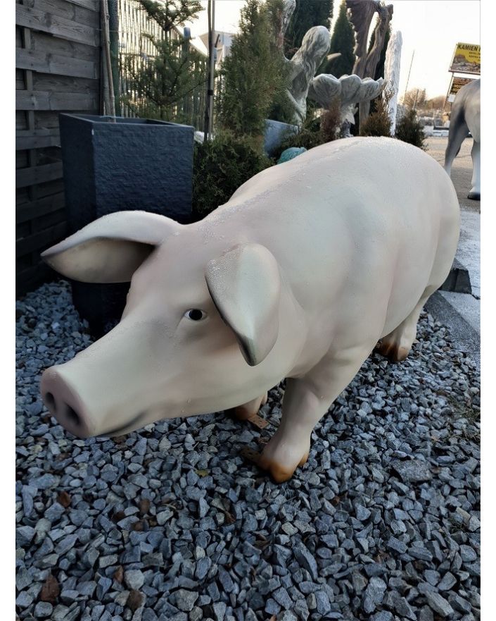 ŚWINIA PROSIAK XL MODEL II - Sklep Maja Centrum