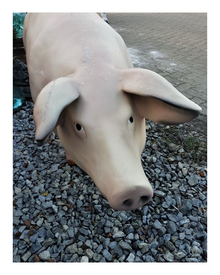 ŚWINIA PROSIAK XL MODEL II - Sklep Maja Centrum