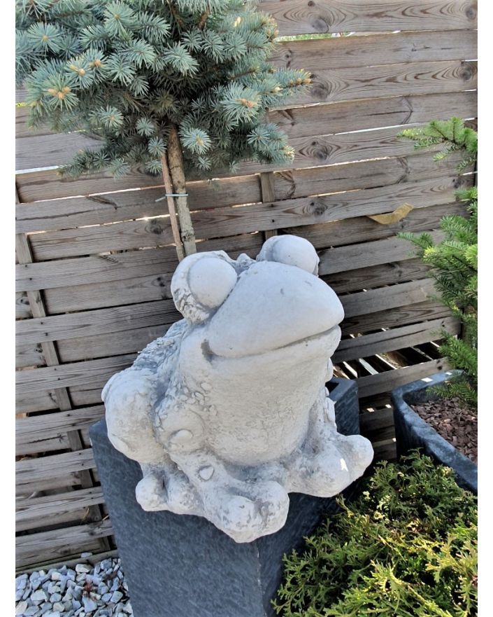 ŻABA / ROPUCHA MODEL C - Sklep Maja Centrum