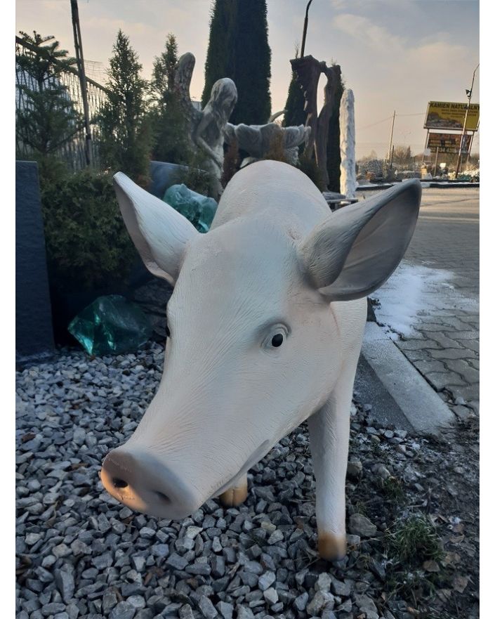 ŚWINIA PROSIAK XXL - Sklep Maja Centrum